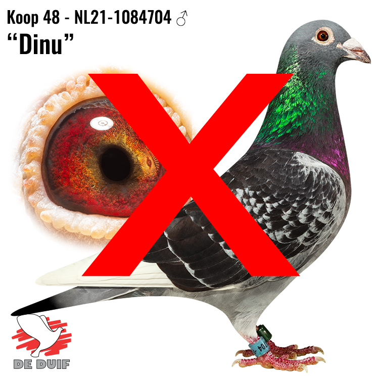 48 - NL21-1084704 "Dinu" ♂ | De Duif