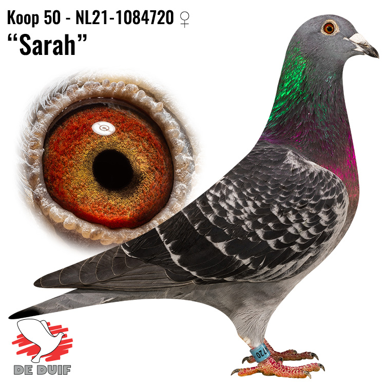 50 - NL21-1084720 "Sarah" ♂ | De Duif
