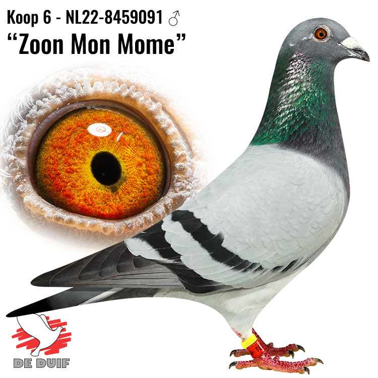 Koop 06 - NL22-8459091 "ZOON MON MOME" ♂ | De Duif