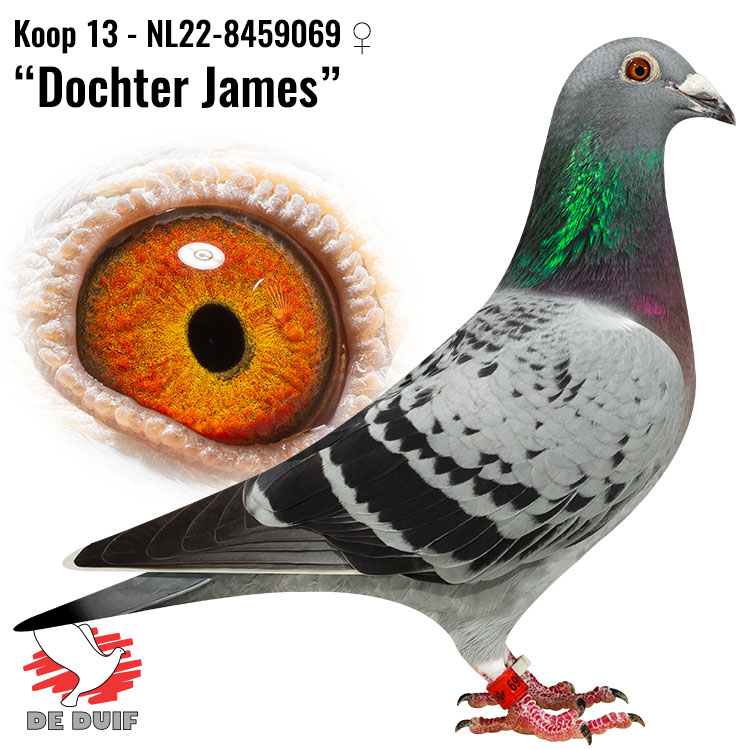 Koop 13 - NL22-8459069 "DOCHTER JAMES" ♀ | De Duif