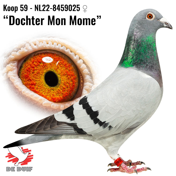 Koop 59 - NL22-8459025 "DOCHTER MON MOME" ♀ | De Duif