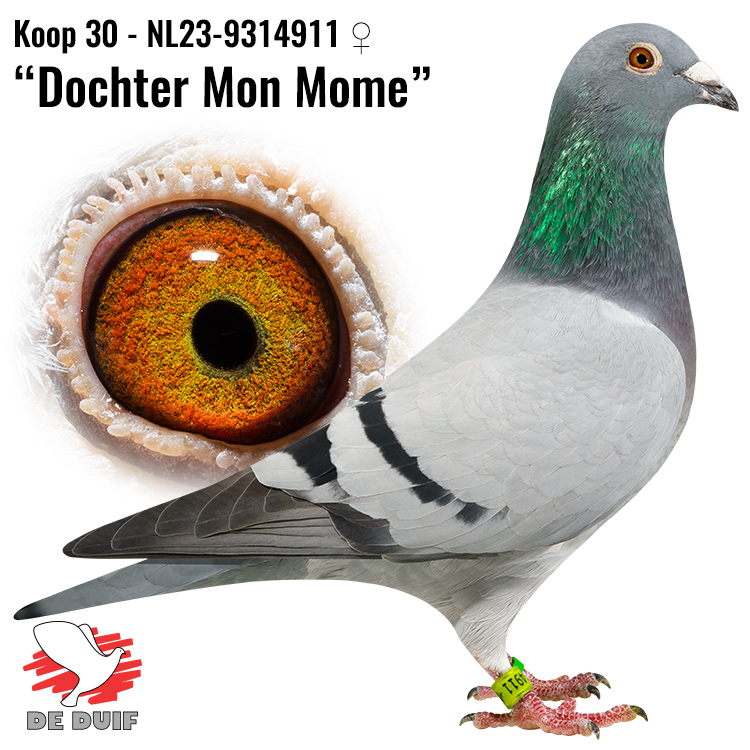 30 - NL23-9314911 "DOCHTER MON MOME" ♀ | De Duif