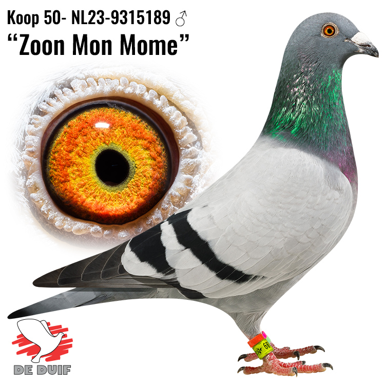 50 - NL23-9315189 "ZOON MON MOME" ♂ | De Duif