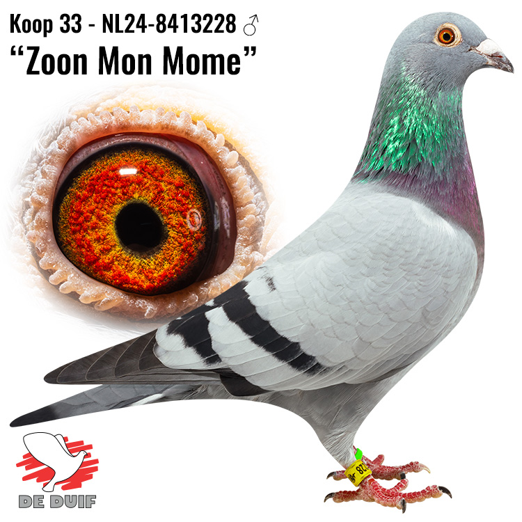 33 - NL24-8413228 "ZOON MON MOME" ♀ | De Duif