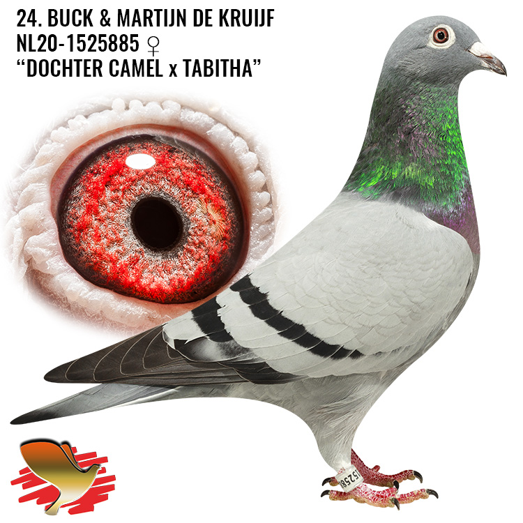 24 - NL20-1525885 "Buck & Martijn de Kruijf - DOCHTER CAMEL x TABITHA ...