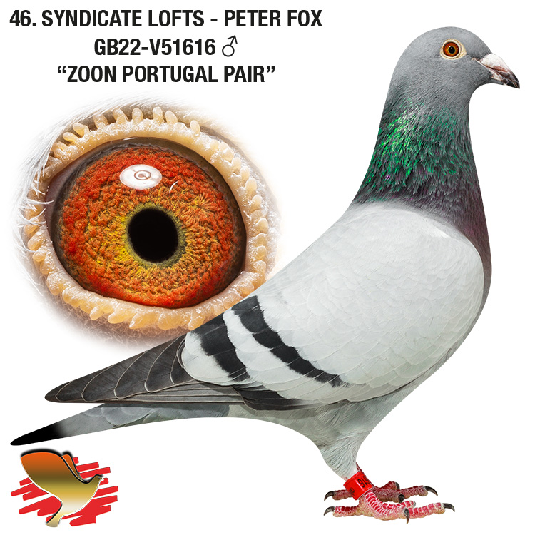 46 - GB22-V51616 "Syndicate Lofts-Peter Fox - ZOON PORTUGAL PAIR" ♂ ...