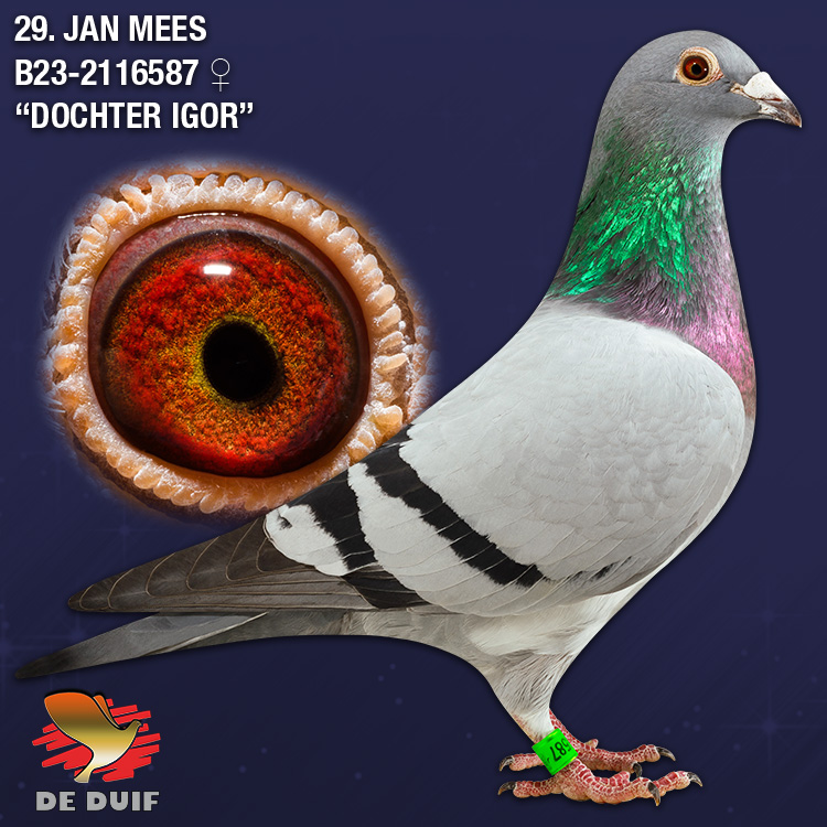29 - B23-2116587 "Jan Mees - DOCHTER IGOR" ♀ | De Duif