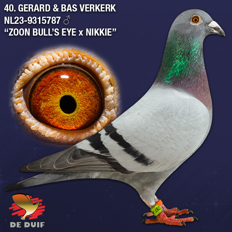 40 - NL23-9315787 "Gerard & Bas Verkerk - ZOON BULL’S EYE x NIKKIE" ♂ ...
