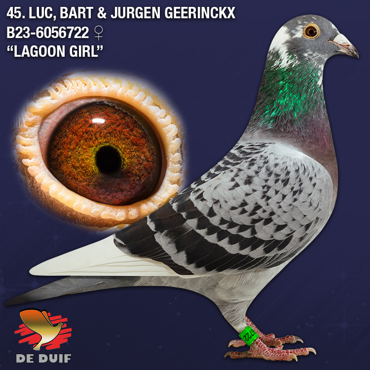 45 - B23-6056722 "Luc, Bart & Jurgen Geerinckx - LAGOON GIRL" ♀ | De Duif
