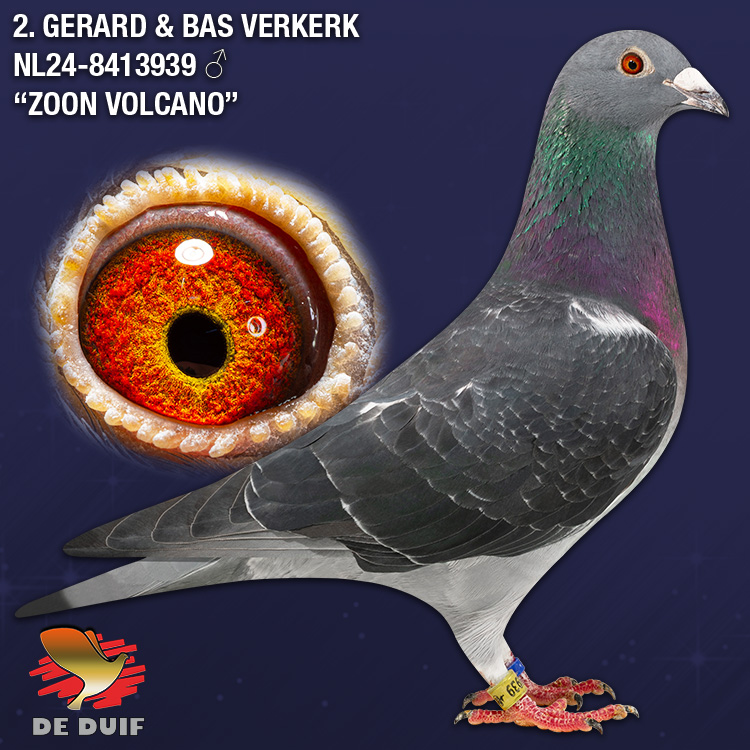 02 - NL24-8413939 "Gerard & Bas Verkerk - ZOON VOLCANO" ♂ | De Duif