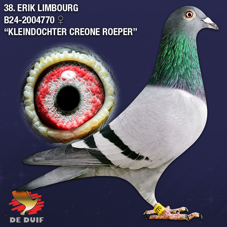 38 - B24-2004770 "Erik Limbourg - KLEINDOCHTER CREONE ROEPER" ♀ | De Duif