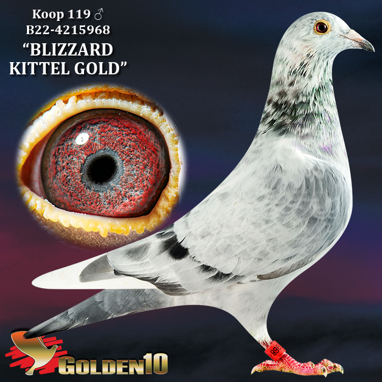 119 - B22-4215968 "BLIZZARD KITTEL GOLD" ♂ | De Duif