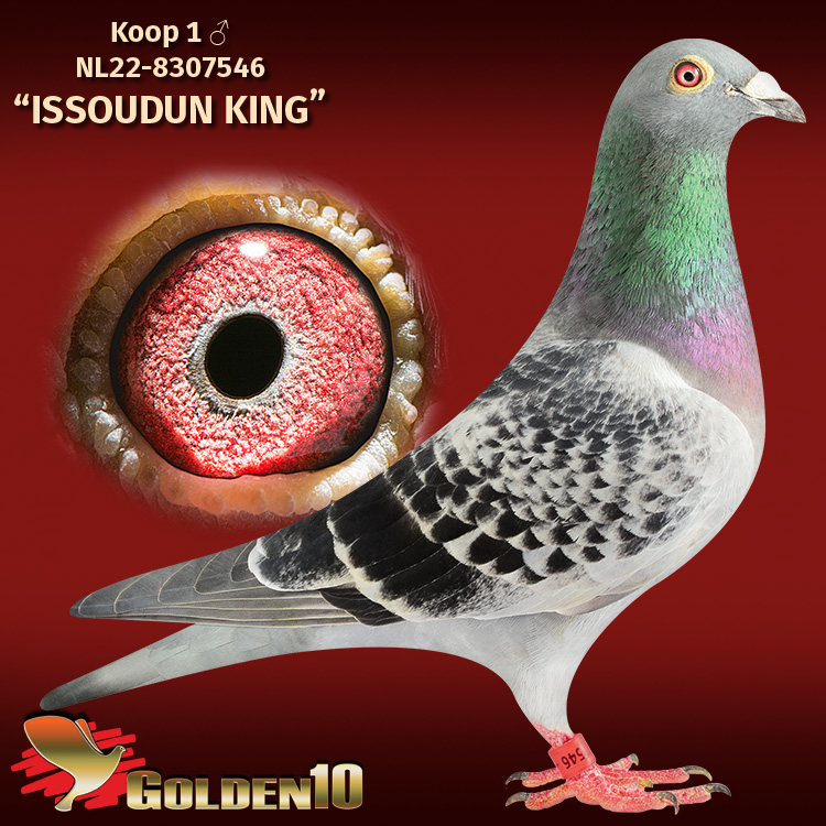 001 - NL22-8307546 "ISSOUDUN KING" ♂ | De Duif