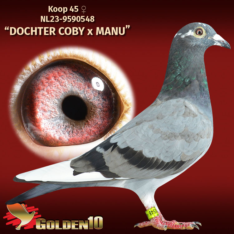 045 - NL23-9590548 "DOCHTER COBY x MANU" ♀ | De Duif