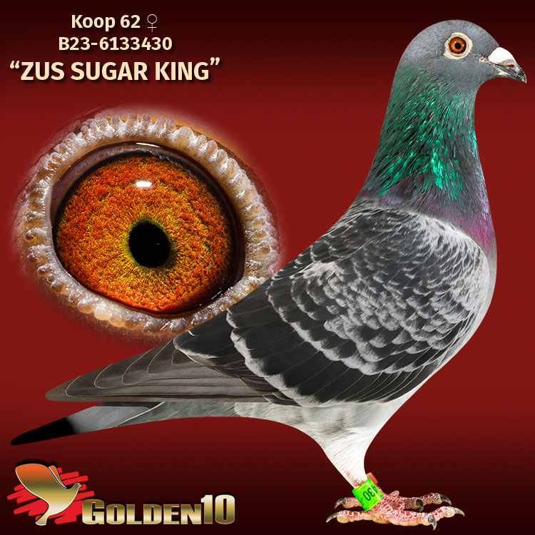 062 - B23-6133430 "ZUS SUGAR KING" ♀ | De Duif