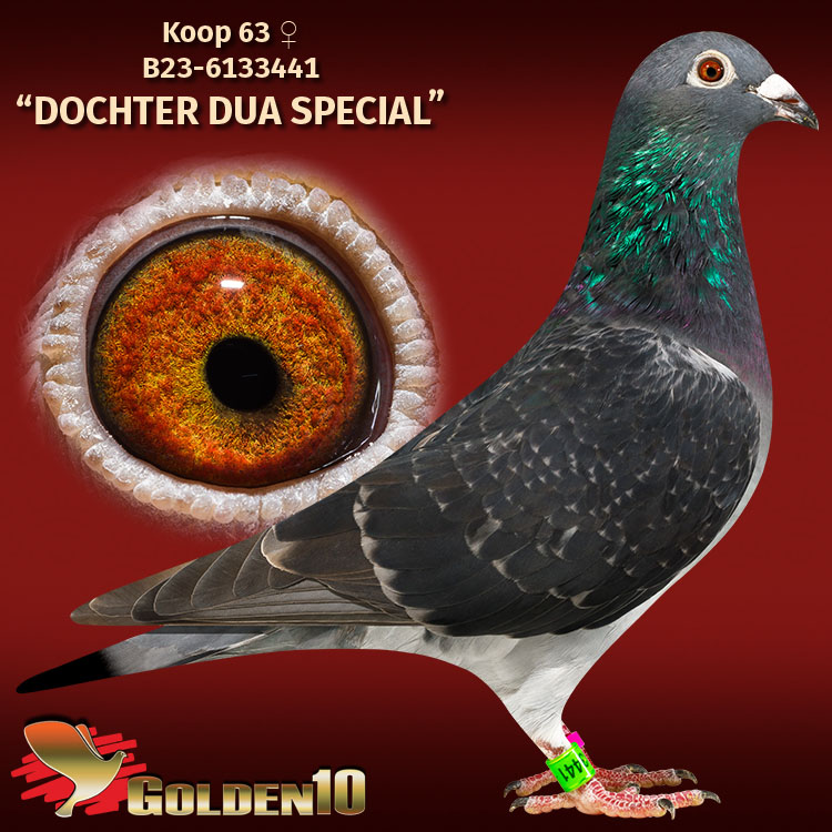 063 - B23-6133441 "DOCHTER DUA SPECIAL" ♀ | De Duif