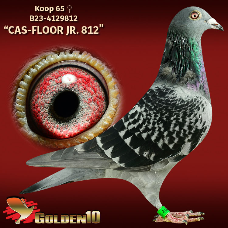 065 - B23-4129812 "CAS-FLOOR JR. 812" ♀ | De Duif