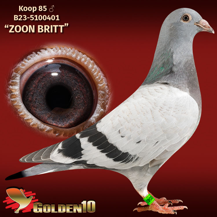 085 - B23-5100401 "ZOON BRITT" ♂ | De Duif