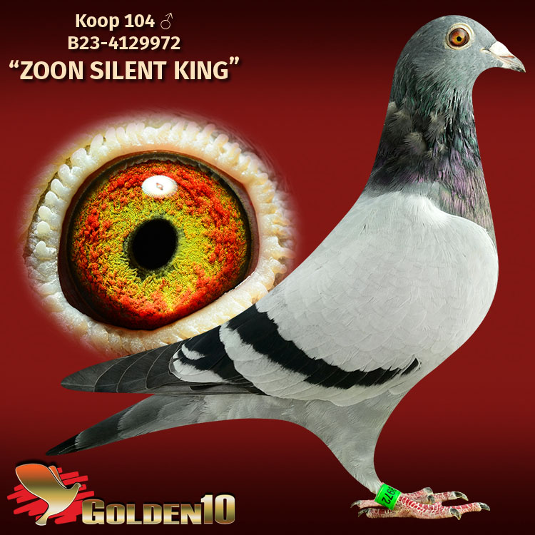 104 - B23-4129972 "ZOON SILENT KING" ♂ | De Duif
