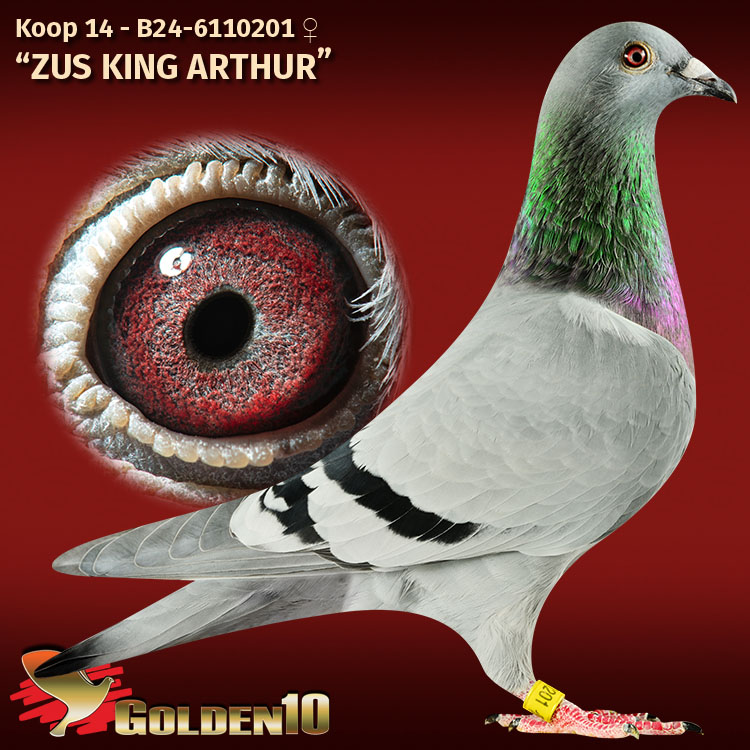 014 - B24-6110201 "ZUS KING ARTHUR" ♀ | De Duif