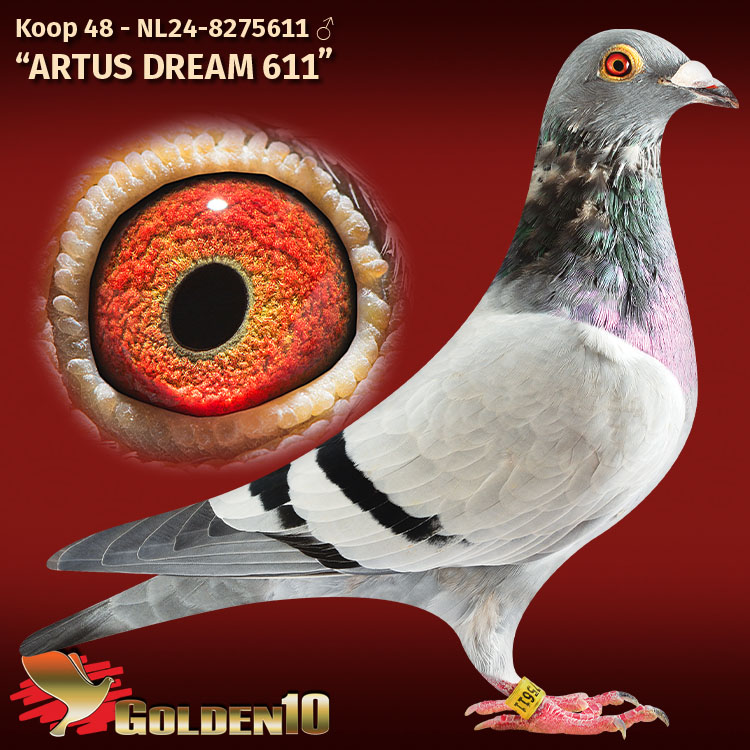 048 - NL24-8275611 "ARTUS DREAM 611" ♂ | De Duif
