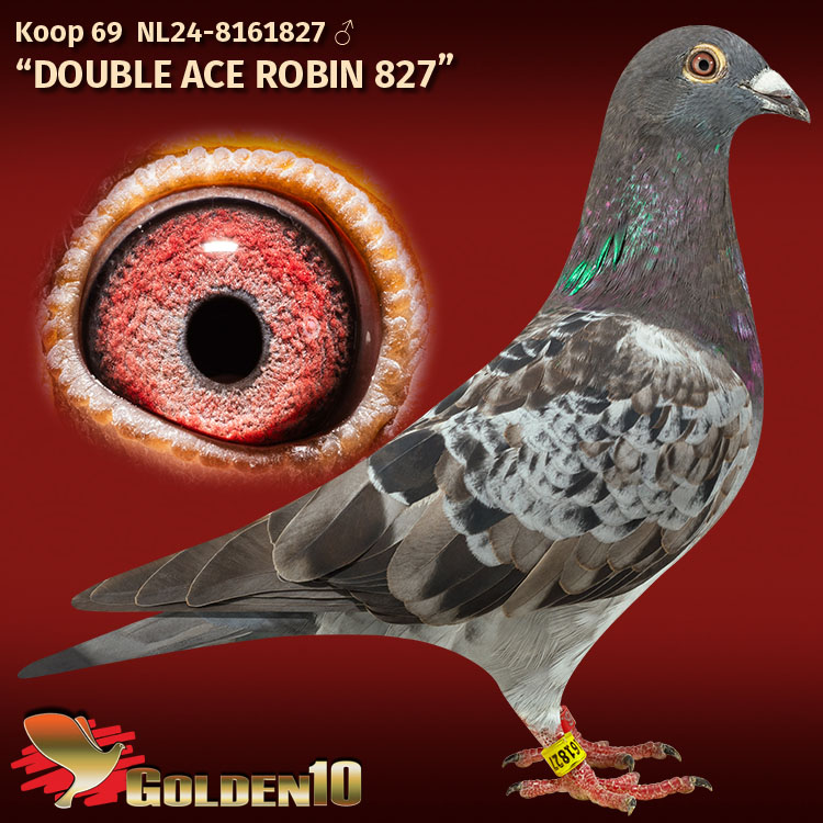 069 - NL24-8161827 "DOUBLE ACE ROBIN 827" ♂ | De Duif