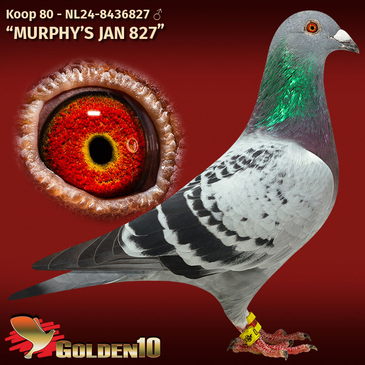 080 Nl24 8436827 Murphyтащs Jan 827 тщв De Duif