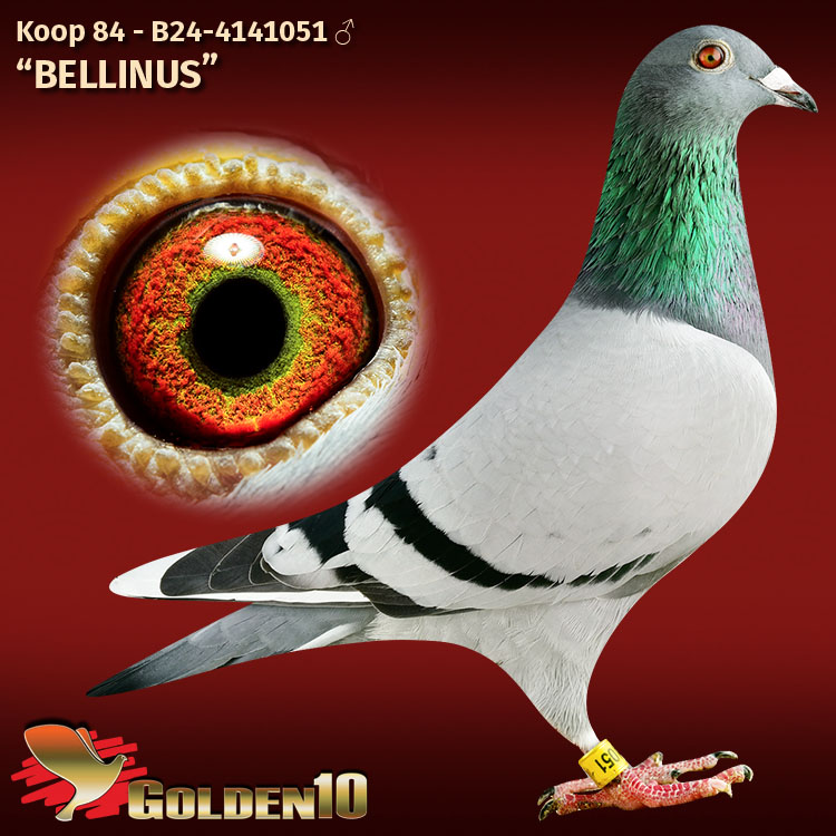 084 - B24-4141051 "BELLINUS" ♂ | De Duif