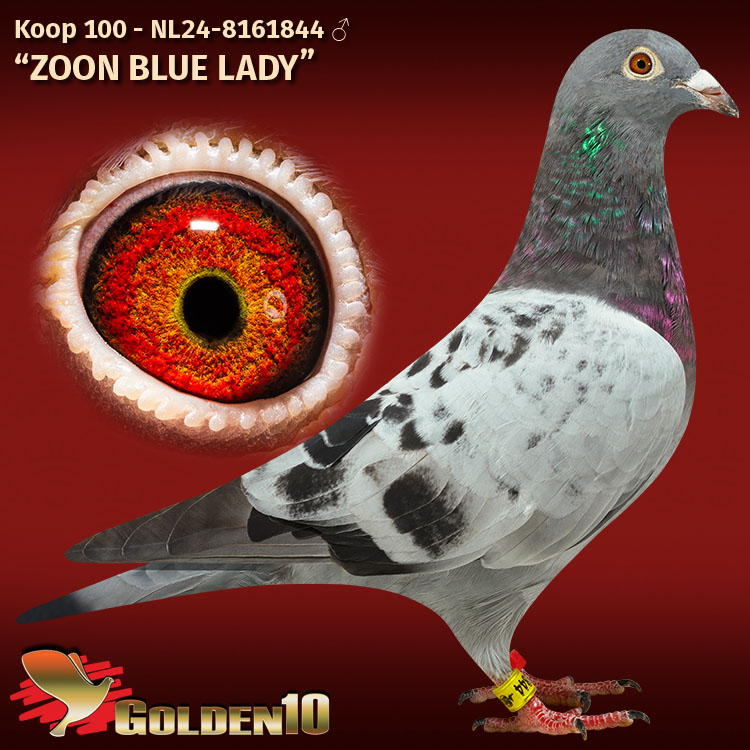 100 - NL24-8161844 "ZOON BLUE LADY" ♂ | De Duif