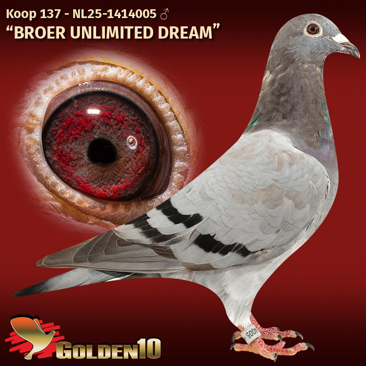137 - NL25-1414005 "BROER UNLIMITED DREAM" ♂ | De Duif