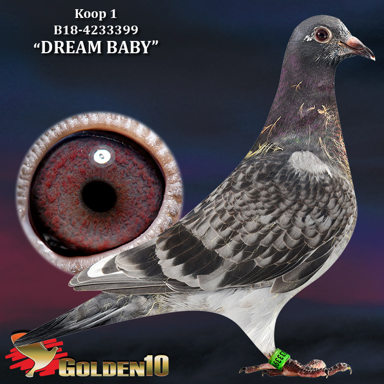 001 - B18-4233399 "DREAM BABY" ? | De Duif