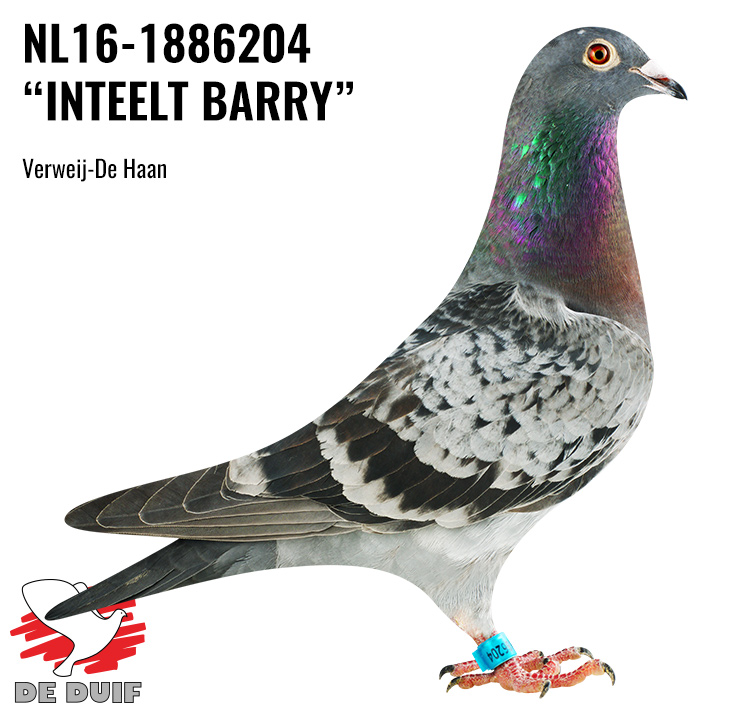 05 - NL16-1886204 "INTEELT BARRY" ♀ | De Duif