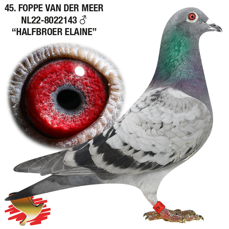 45 - NL22-8022143 "Foppe van der Meer - HALFBROER ELAINE" ♂ | De Duif