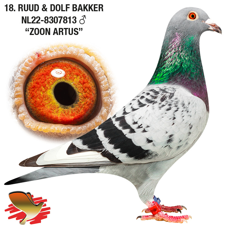 18 - NL22-8307813 "Ruud & Dolf Bakker - ZOON ARTUS" ♂ | De Duif