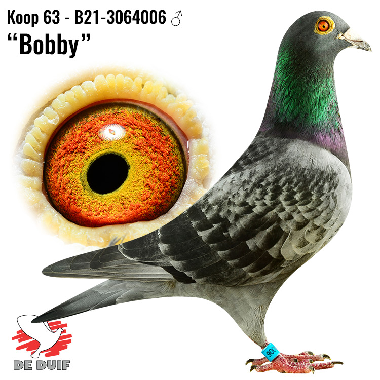 063 - B21-3064006 "Bobby" ♂ | De Duif