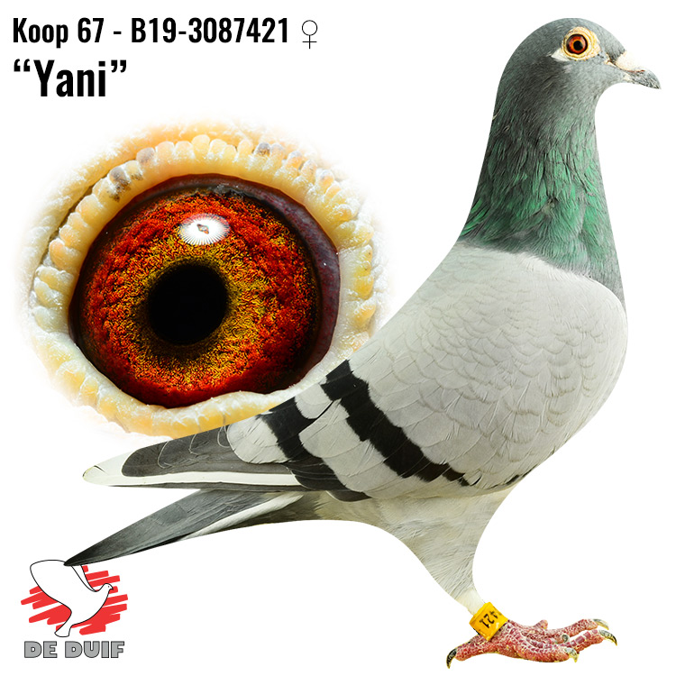 067 - B19-3087421 "Yani" ♀ | De Duif