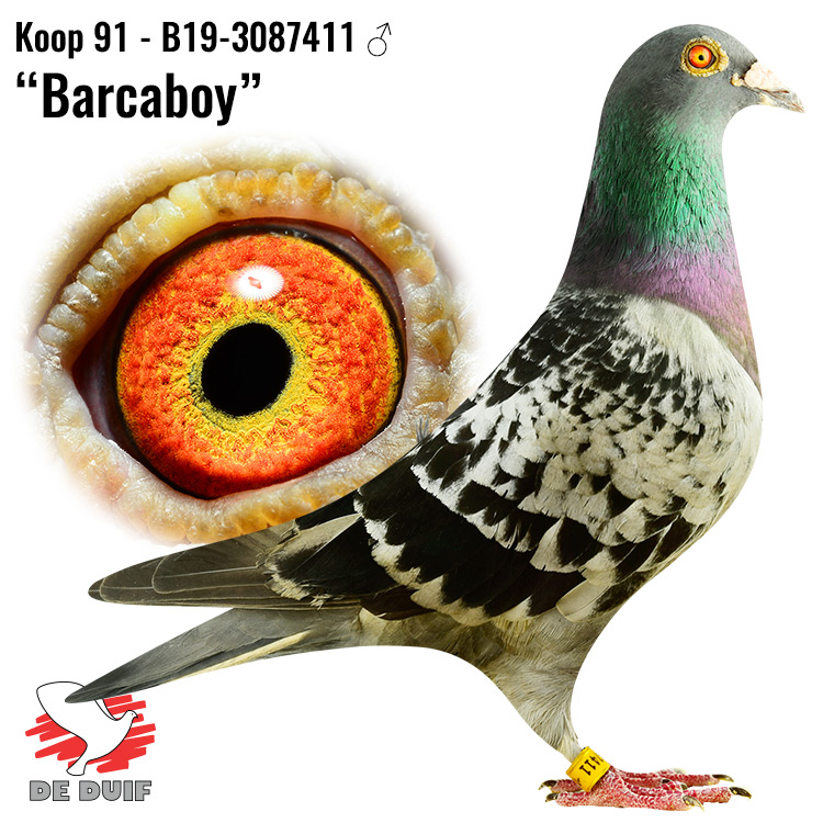091 - B19-3087411 "Barcaboy" ♂ | De Duif