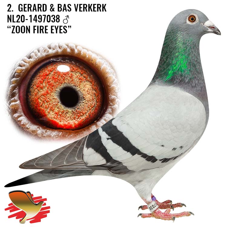 02 - NL20-1497038 "Gerard & Bas Verkerk - ZOON FIRE EYES" ♂ | De Duif