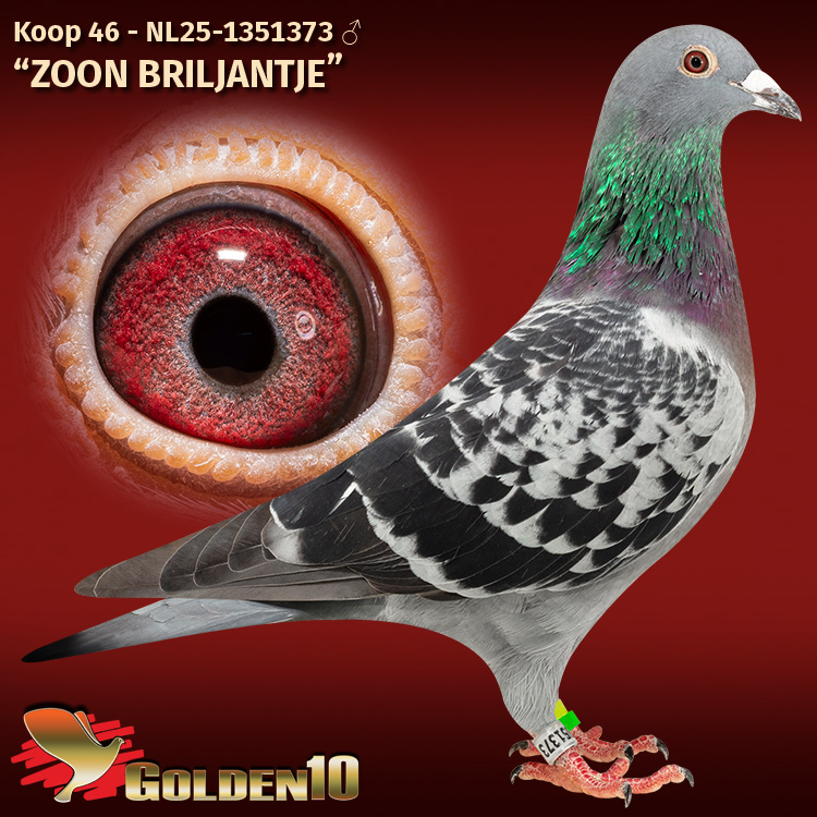 046 - NL25-1351373 "ZOON BRILJANTJE" ♂ | De Duif